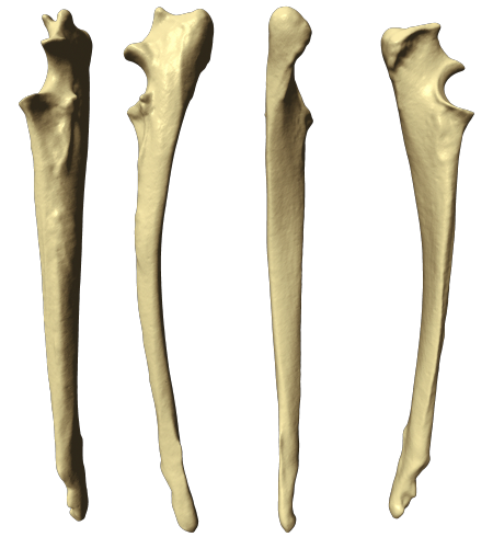 Dog Skeletal Anatomy